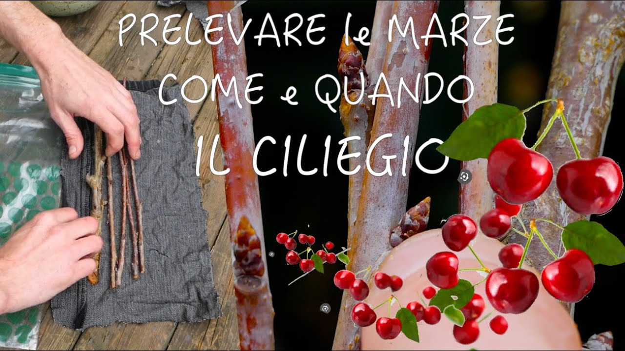 COME E QUANDO PRELEVARE le MARZE DI CILIEGIO 🍒 e OTTENERE MATERIALE PER ...