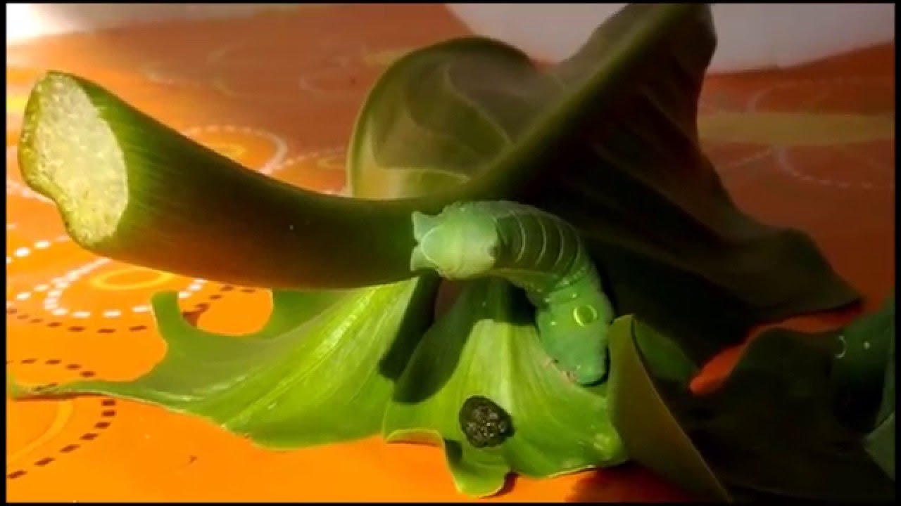 How an insect make poop - caterpillars - YouTube