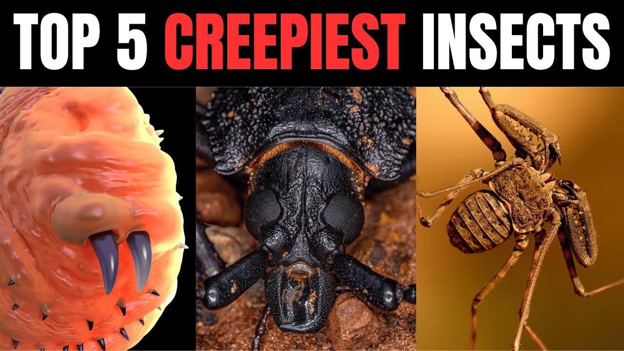 TOP 5 CREEPIEST INSECTS! - YouTube