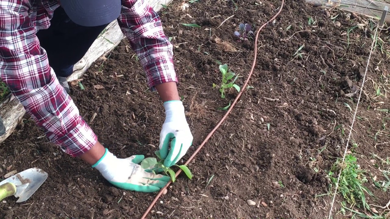 Transplant Cabbage Seedlings - YouTube