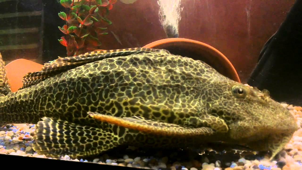 Big pleco - YouTube