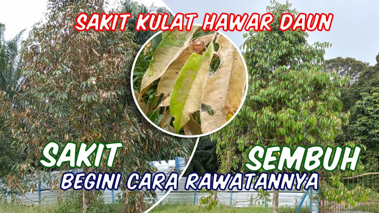 CARA UBATI SAKIT HAWAR DAUN POKOK DURIAN | STEP BY STEP HINGGA SEMBUH ...