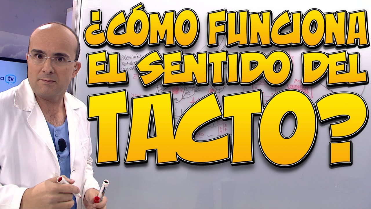 TACTO, ¿cómo funciona? - Cuerpo Humano #19 - YouTube