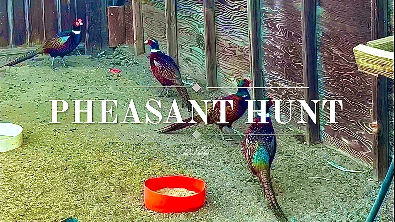Pheasant Harvest On Private Property - YouTube