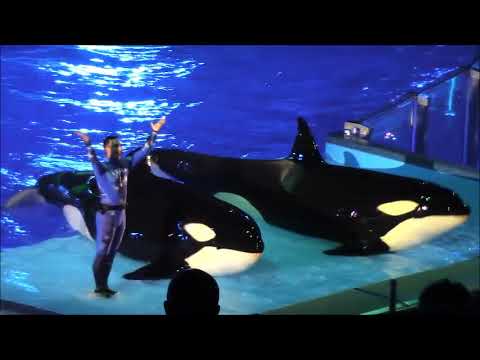 Sea World Orlando "One Ocean" The Shamu Show - YouTube