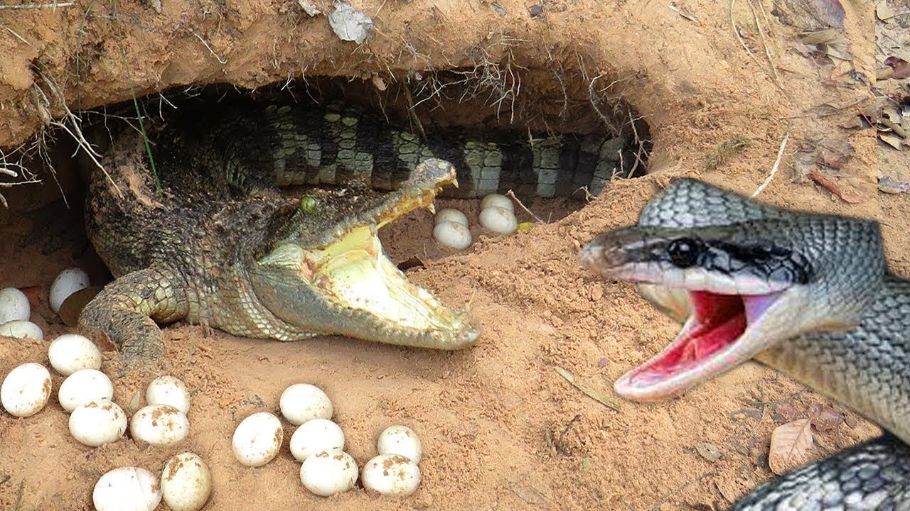 Python Stalks Crocodile Nest, Python Vs Crocodile Python Eat Crocodile ...