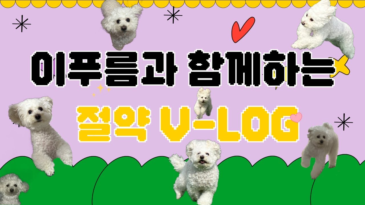 절약브이로그 강아지와 함께하는 절약브이로그직장인브이로그자취생가계부브이로그1인가구브이로그절약은 절약이고 강아지 자랑을