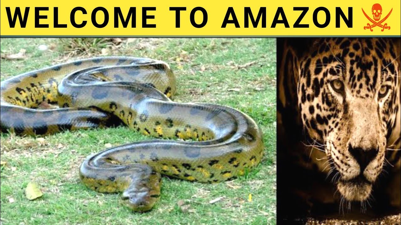 Amazon | Top 7 Most Dangerous Animals Of The Amazon | Walee Tv - YouTube