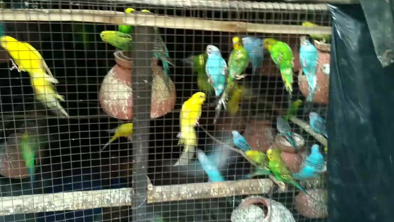 Budgie colony setup ek friend ka visit PET'S EMPIRE - YouTube