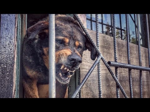 Evil dog attacks / Boxer vs watchdog - YouTube