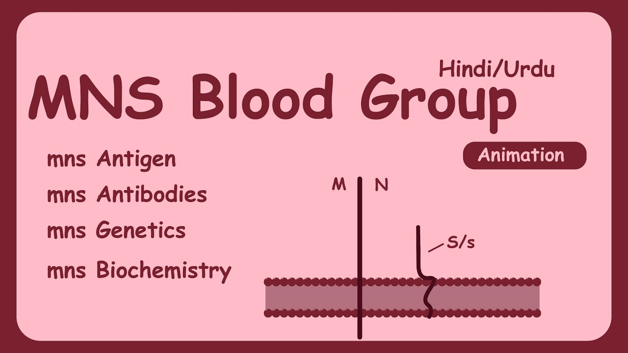 mns blood group system | other blood group systems | Animation| Hindi ...