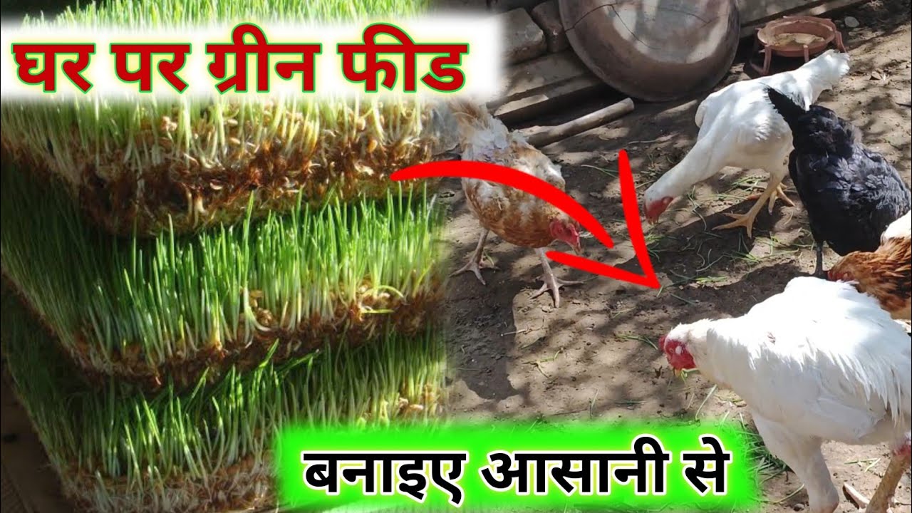 Haw to make Green Feed for Chicken || homemade green field - YouTube