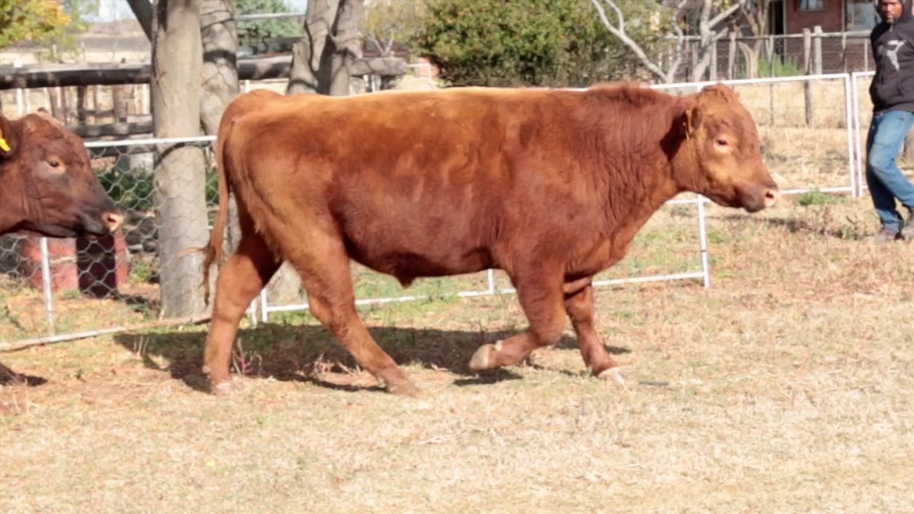 BKB | Transgariep Angus & Afrigus | Lot 37 DW 18 0976 - YouTube