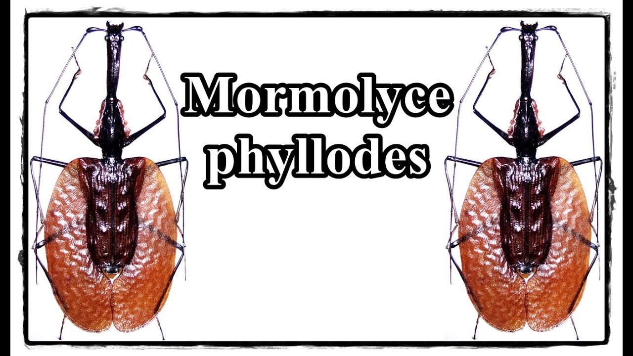 Mormolyce phyllodes - Präparation / Mounting - YouTube