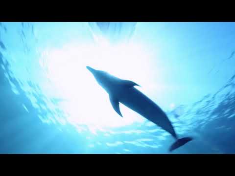 Dolphin Kick - Tráiler en Versión original  - (Película disponible en castellano en el canal) 👇👇