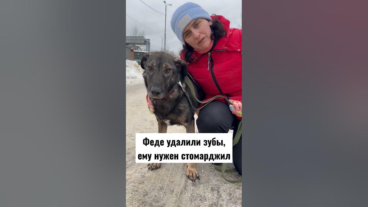 Друзья, в приют всегда нужен препарт Стомарджил 20 мг🙏🏼 #short #dog ...