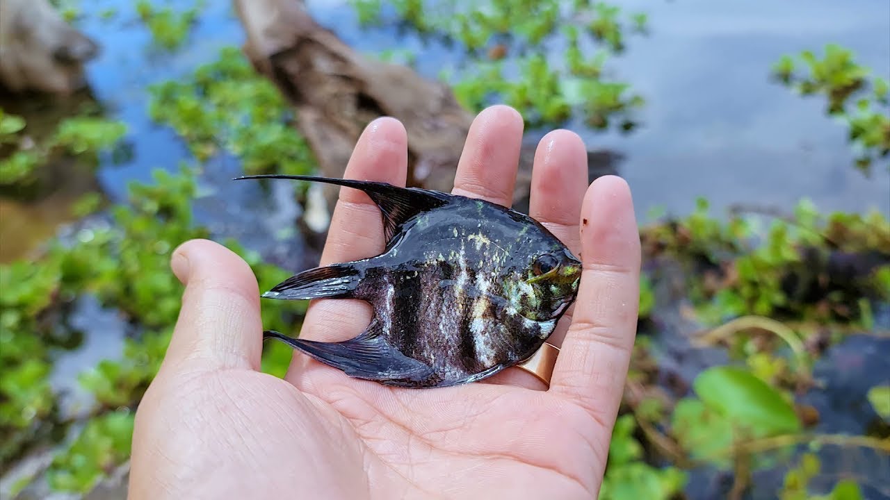 lucky boy use hand catch beautiful fish in public ! - YouTube