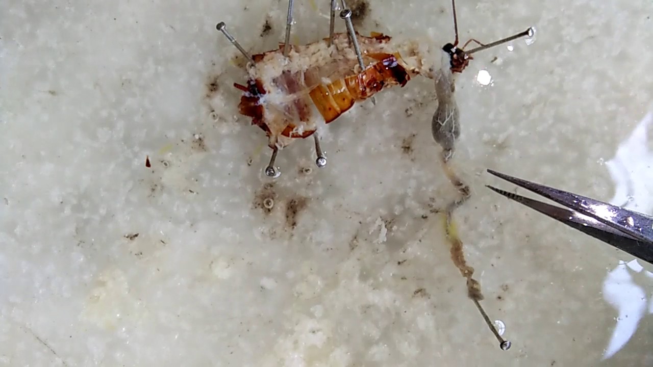 cockroach dissection by tanmay jana - YouTube