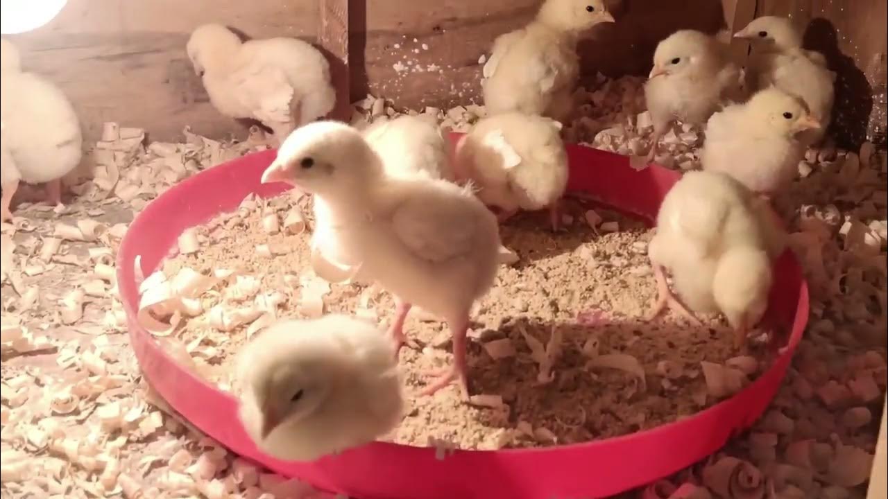 فراخ بيضاء عمر ١٠ ايام - YouTube