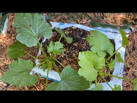 Watermelon in Compost Bags Update Watering The Garden and Giving Thanks ...