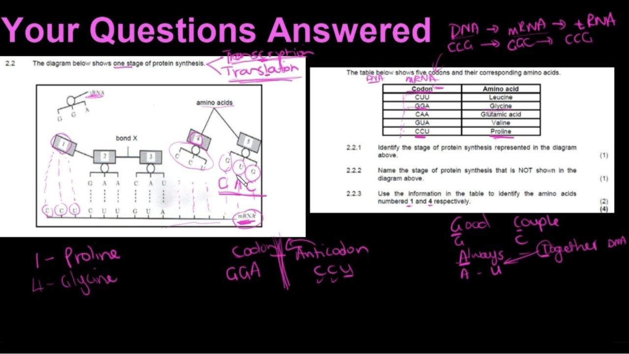 Grade 12 Your Questions Answered Protein Synthesis - YouTube