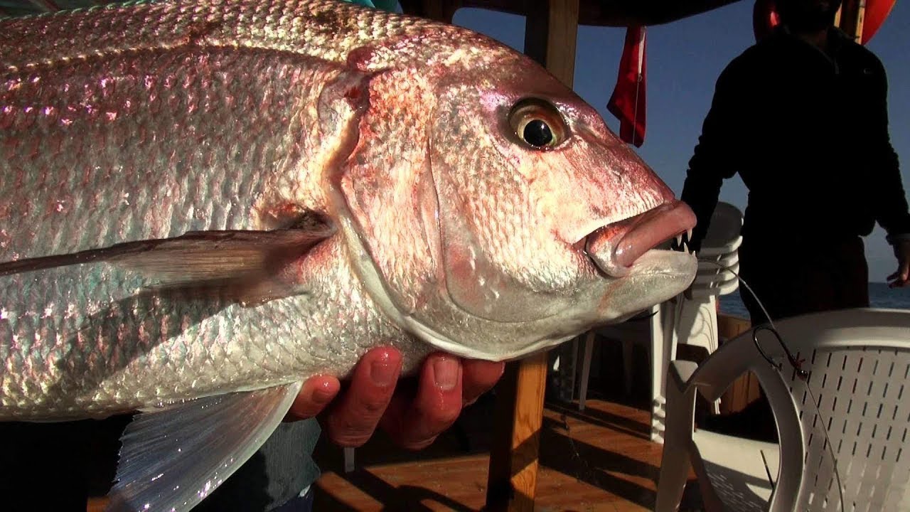 Sparus aurata - Red Snapper - Dentex dentex - We caught great fish ...