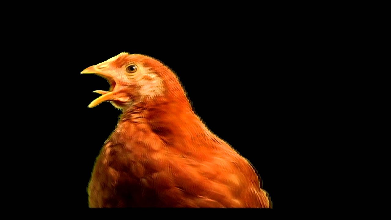 Chicken scream! - YouTube