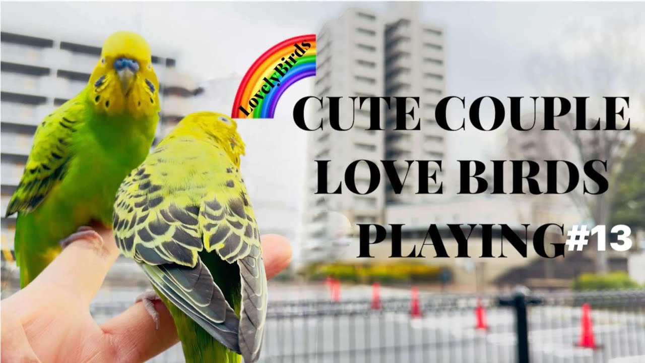 🌈 CUTE COUPLE LOVE BIRDS PLAYING 13 - YouTube