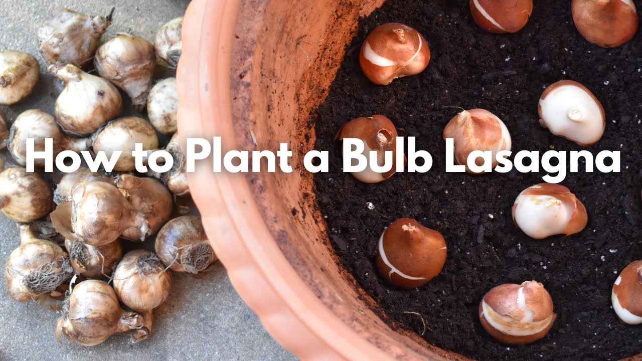 How to Plant a Bulb Lasagna - YouTube