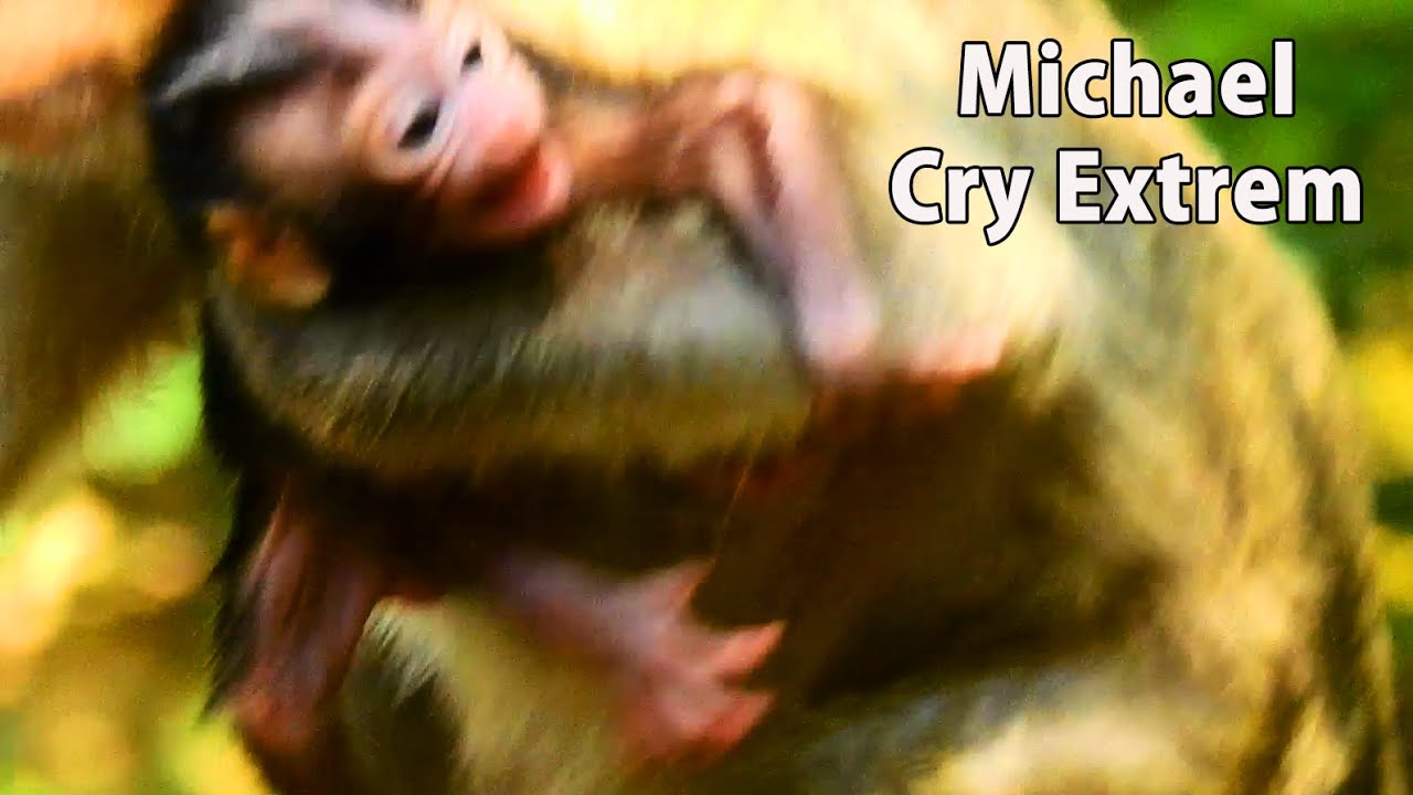 Breaking Heart New Baby Michael Super Crying Extreme Much Angry Mom ...