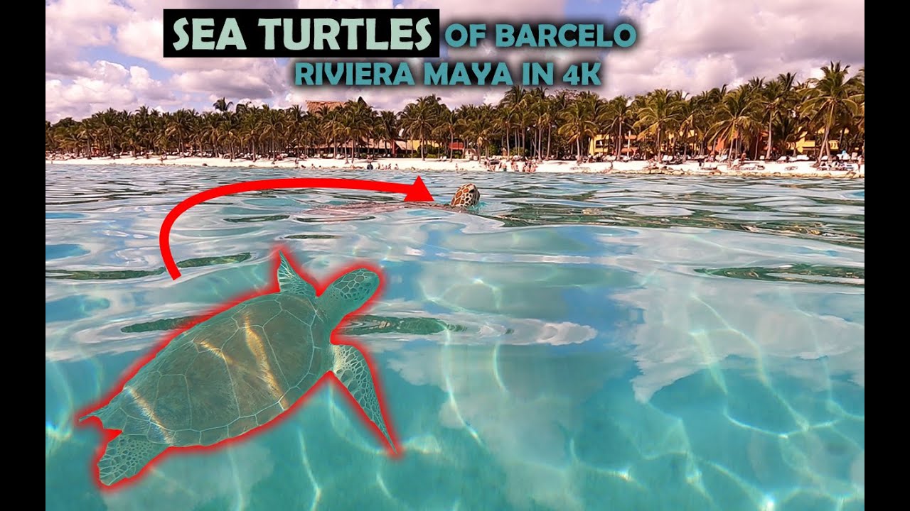 Sea Turtles in 4k, Riviera Maya @ Barcelo - YouTube