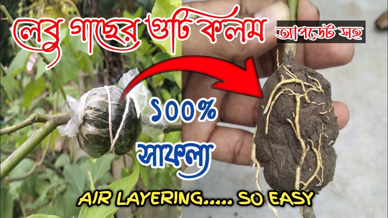 লেবু গাছের গুটি কলম করার সহজ পদ্ধতি#lebu gacher guti kolom#air layering ...