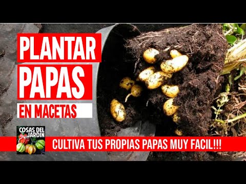 NUNCA MAS COMPRAR - Como plantar PAPA en Maceta FACIL y SIN TRABAJO - Como Plantar PATATA en maceta
