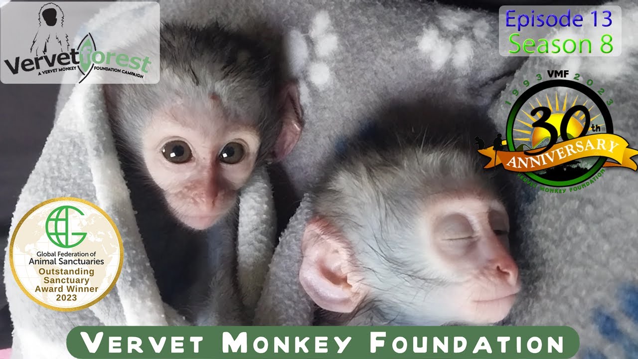"Heartbreak in the Wild: Two Orphaned Baby Monkeys Left Behind After ...