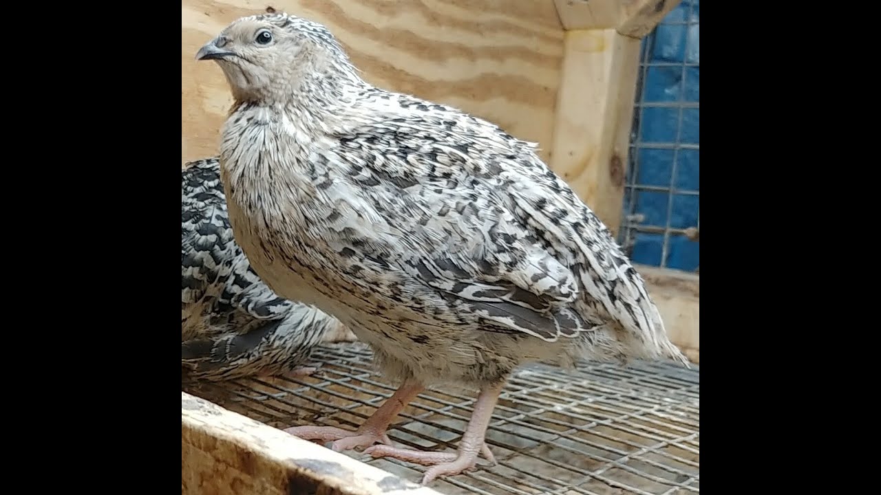 Pansy Fee Quail and Falb Fee Quail 4, 5 & 15 week Updates - YouTube