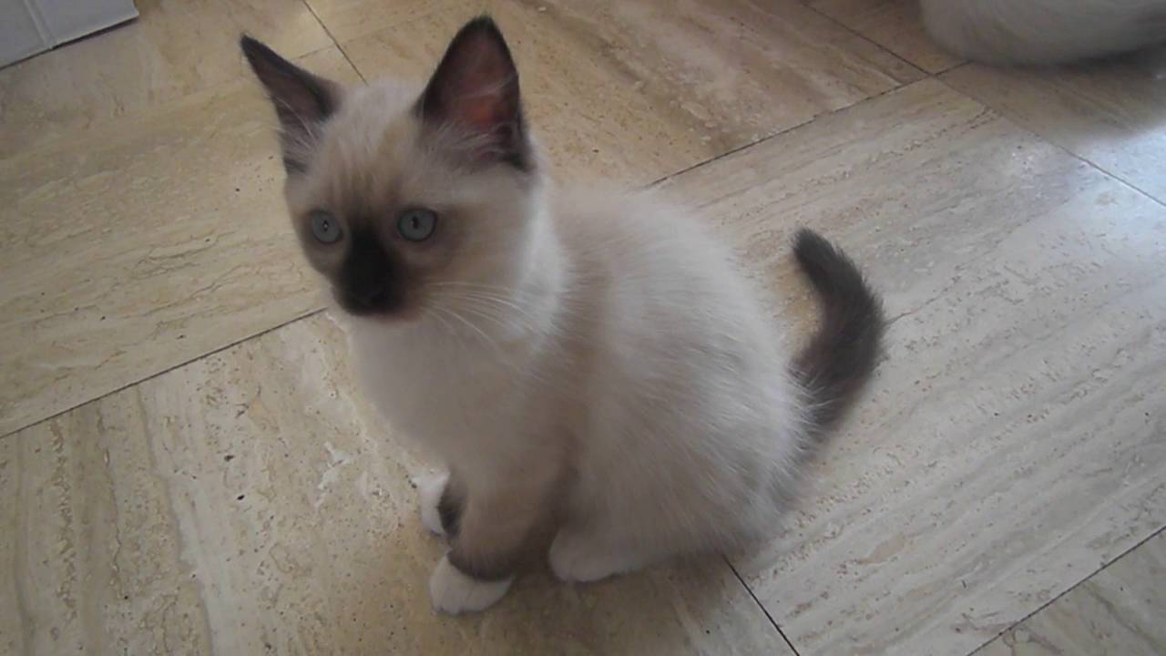 RAGDOLL: jeux - chatons - YouTube