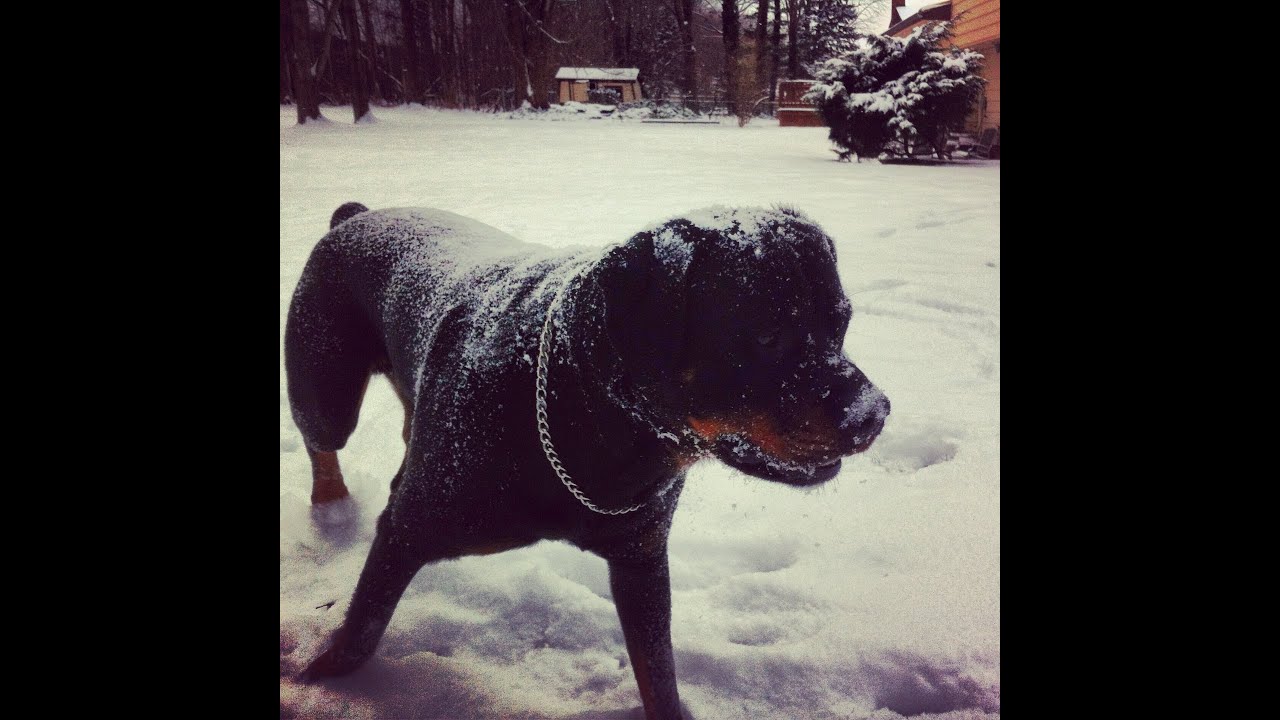 Rottweiler Playing In The Snow (Part One) - YouTube