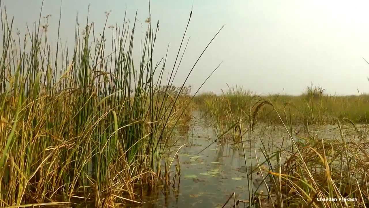 Baraila Tal (Lake), a massive wetland in Vaishali District of Bihar ...