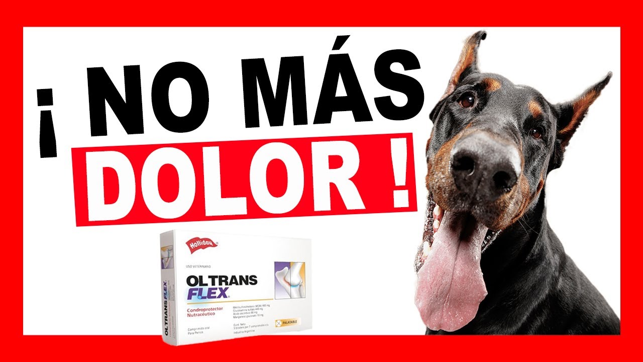 OLTRANS FLEX: Protege las Articulaciones de tu Mascota | Guía Completa ...