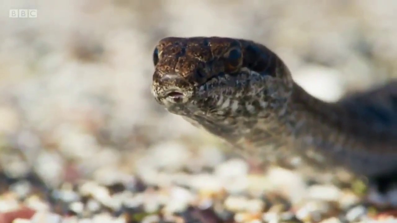 Baby iguana running from a ravenous horde of snakes in Planet Earth II ...