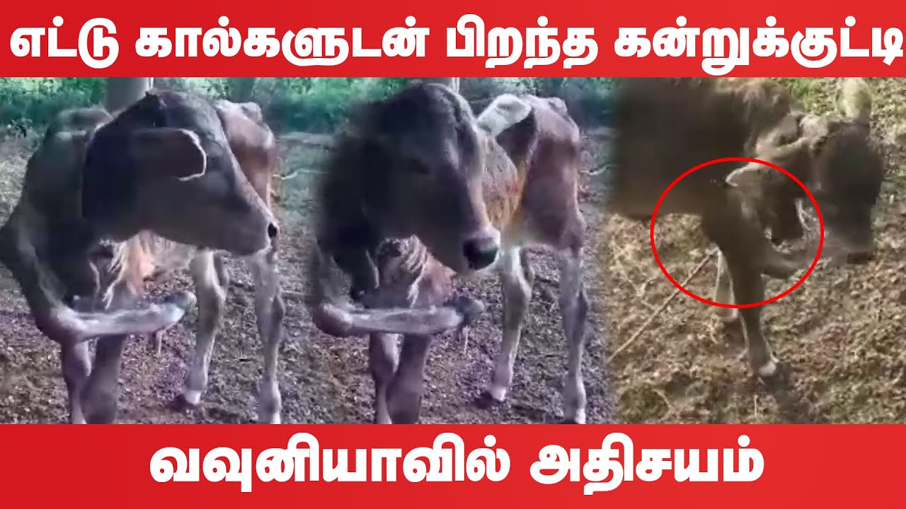 எட்டு கால்களுடன் பிறந்த ஆட்டுக்குட்டி! | 8 legged Goat - YouTube