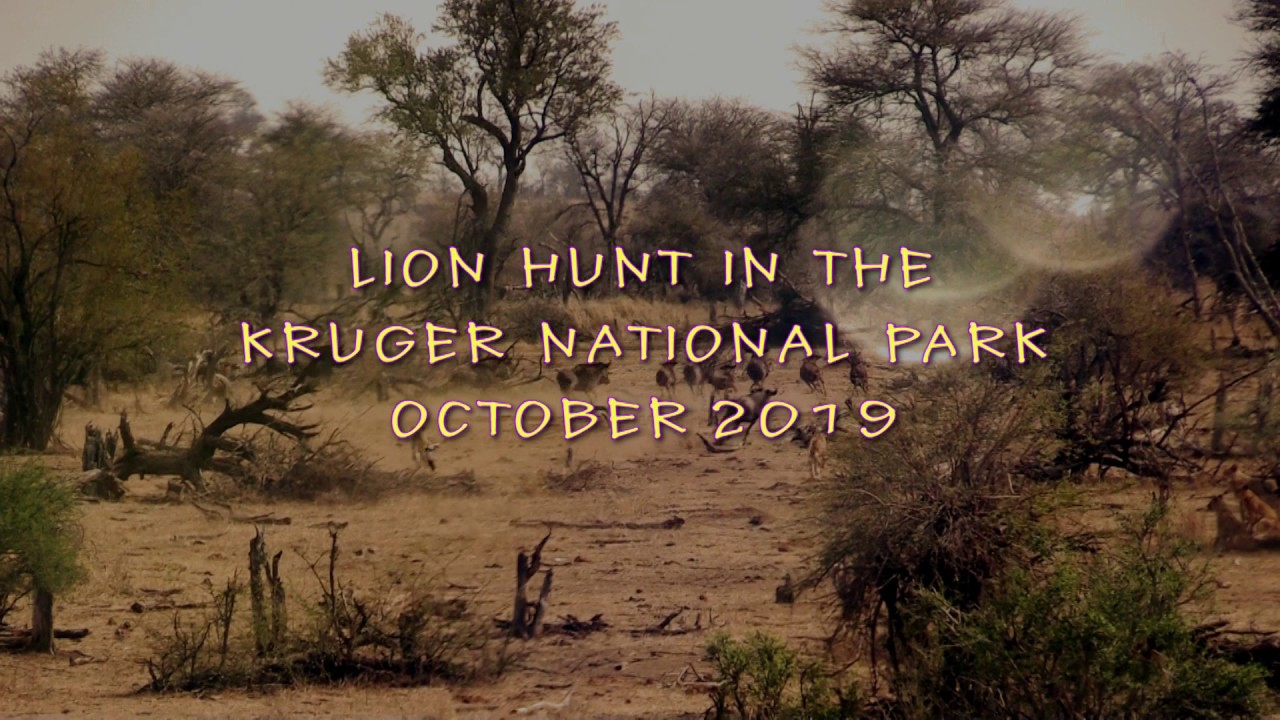 LION HUNT IN THE KRUGER NATIONAL PARK OCTOBER 2019 - YouTube