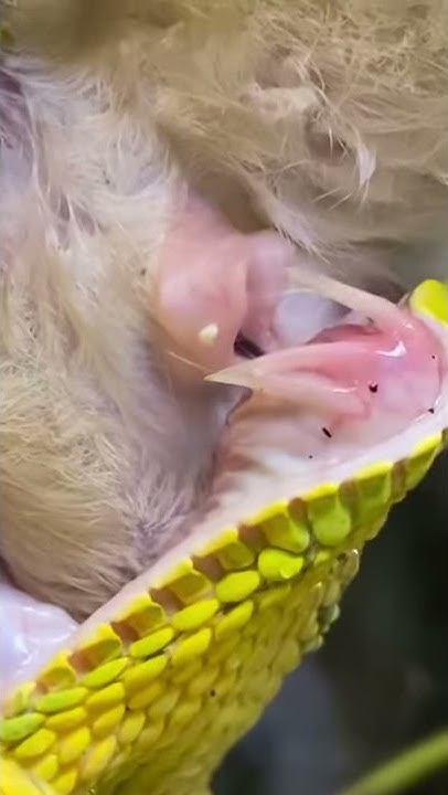 Close Up Green Tree Python Eating a Mouse! - YouTube