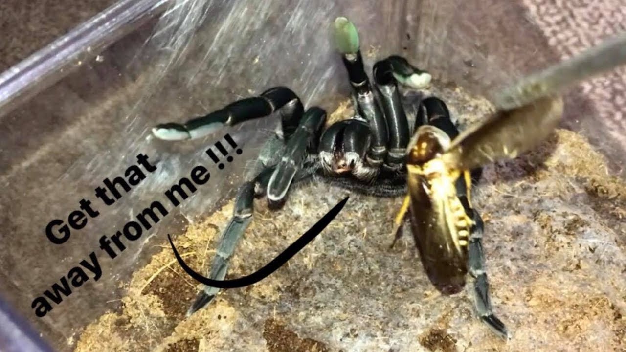 FEEDING my PAMPERED TARANTULAS !!! - YouTube