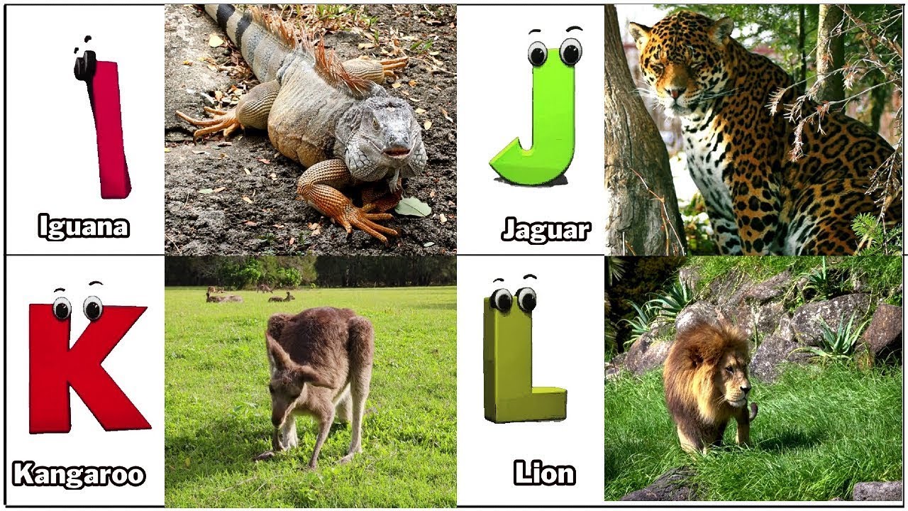 ABC Real Animals song | Alphabets Kids song | Learn Alphabets, English ...