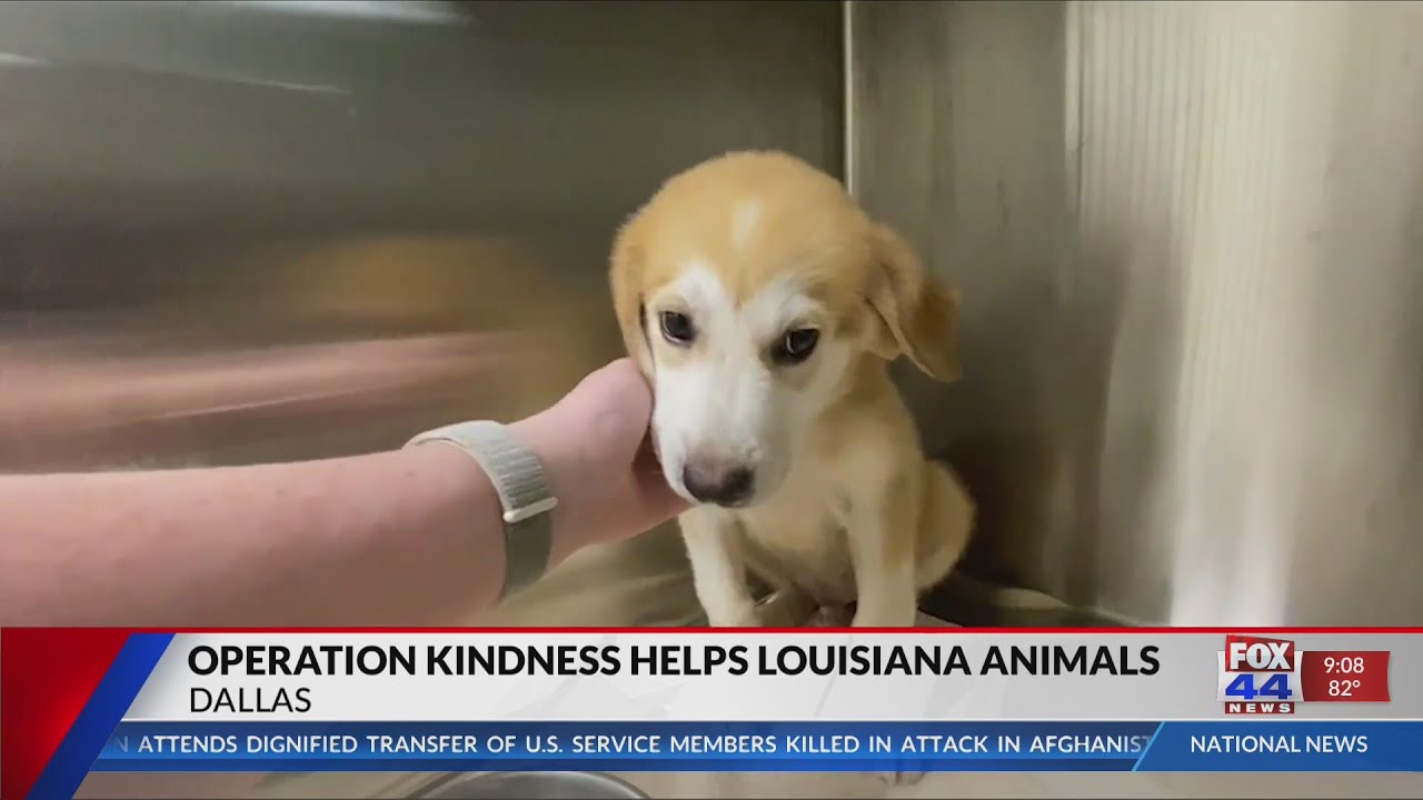 Operation Kindness - YouTube