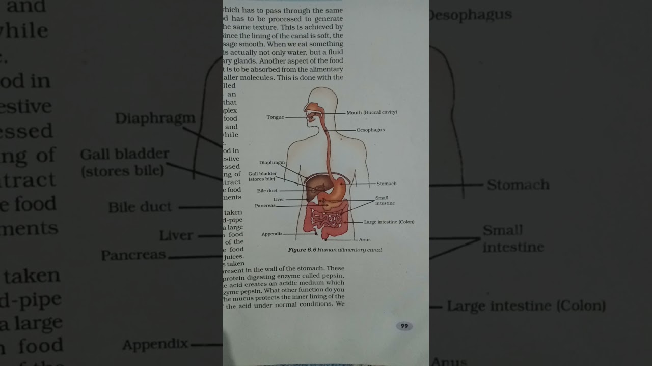 Human alimentary canal || class 10 || Science || Diagram with name || # ...