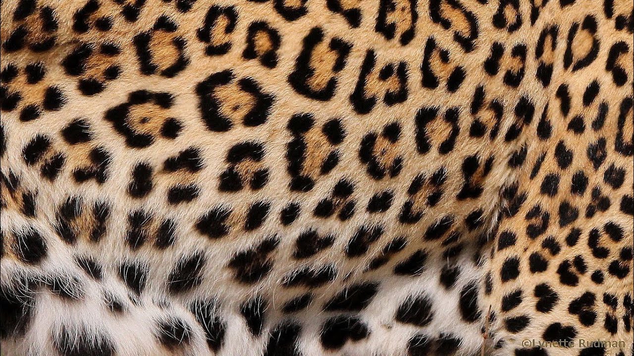 Incredible camouflage of the natural world: 2. DISRUPTIVE COLOURATION ...