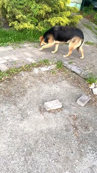 #dog #собака #дворняга #пес самотній #тварина - YouTube