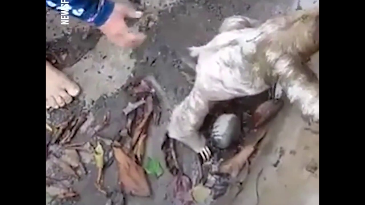 Sloth Waves To Thank Tourists Who Helped Him - YouTube